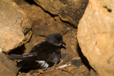 Biology Letters | The Royal Society