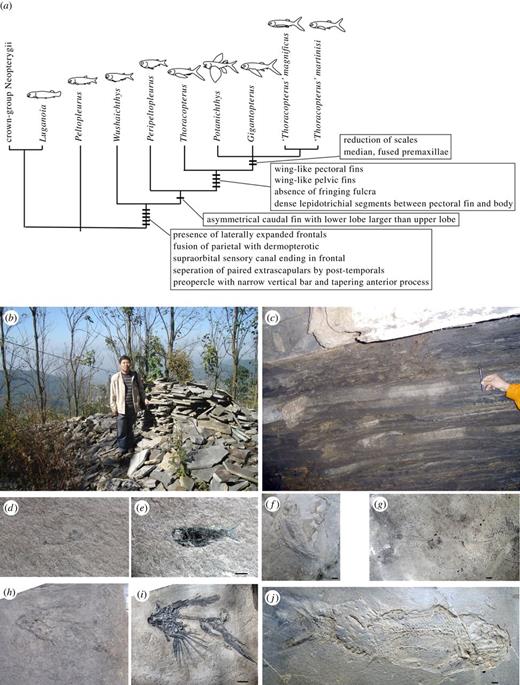 From Potanichthys to Wushaichthys: resolving the evolutionary origin ...