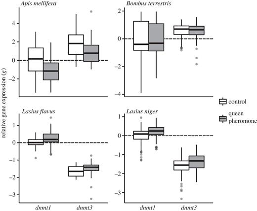 Queen pheromones modulate DNA methyltransferase activity in bee and ant ...
