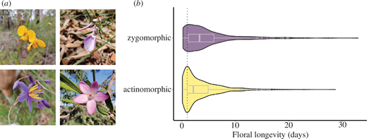 Zygomorphic flowers last longer: the evolution of floral symmetry and ...