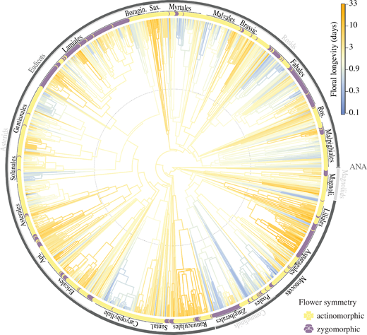 Zygomorphic flowers last longer: the evolution of floral symmetry and ...