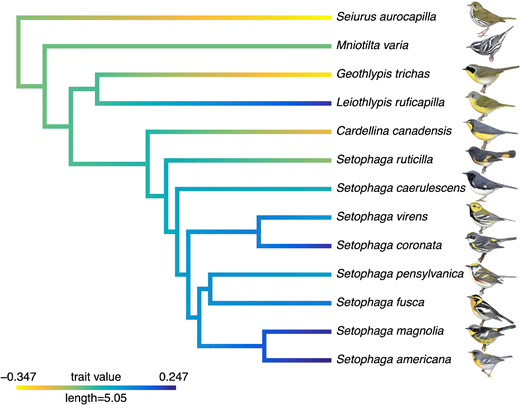 Reassessing niche partitioning in MacArthur’s warblers: foraging ...