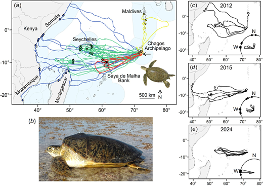 The value of satellite tracking across multiple year cohorts to ...