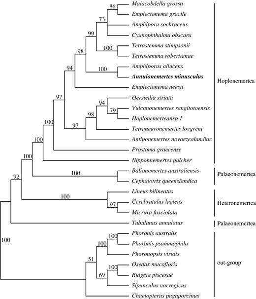 Annulonemertes (phylum Nemertea): when segments do not count | Biology ...