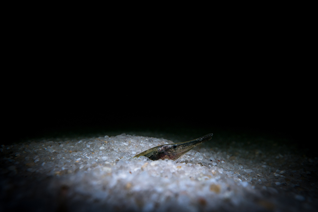 Volume 22 Issue 4 | Biology Letters | The Royal Society