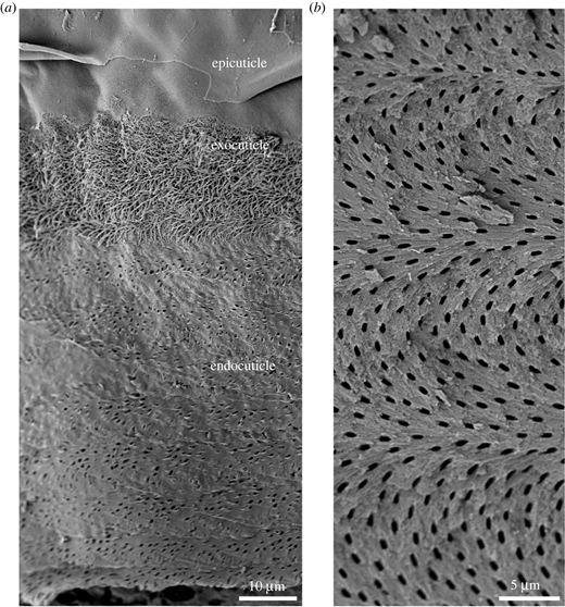 Structural diversity of crustacean exoskeletons and its implications ...