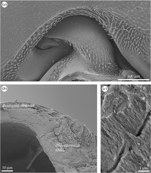 Structural diversity of crustacean exoskeletons and its implications ...
