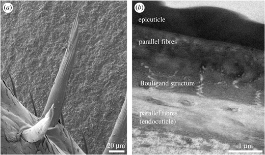 Structural diversity of crustacean exoskeletons and its implications ...