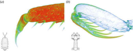 Structural diversity of crustacean exoskeletons and its implications ...