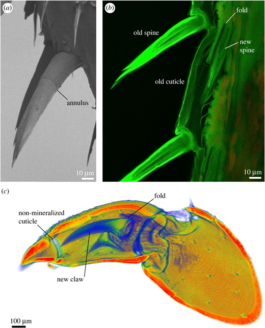 Structural diversity of crustacean exoskeletons and its implications ...