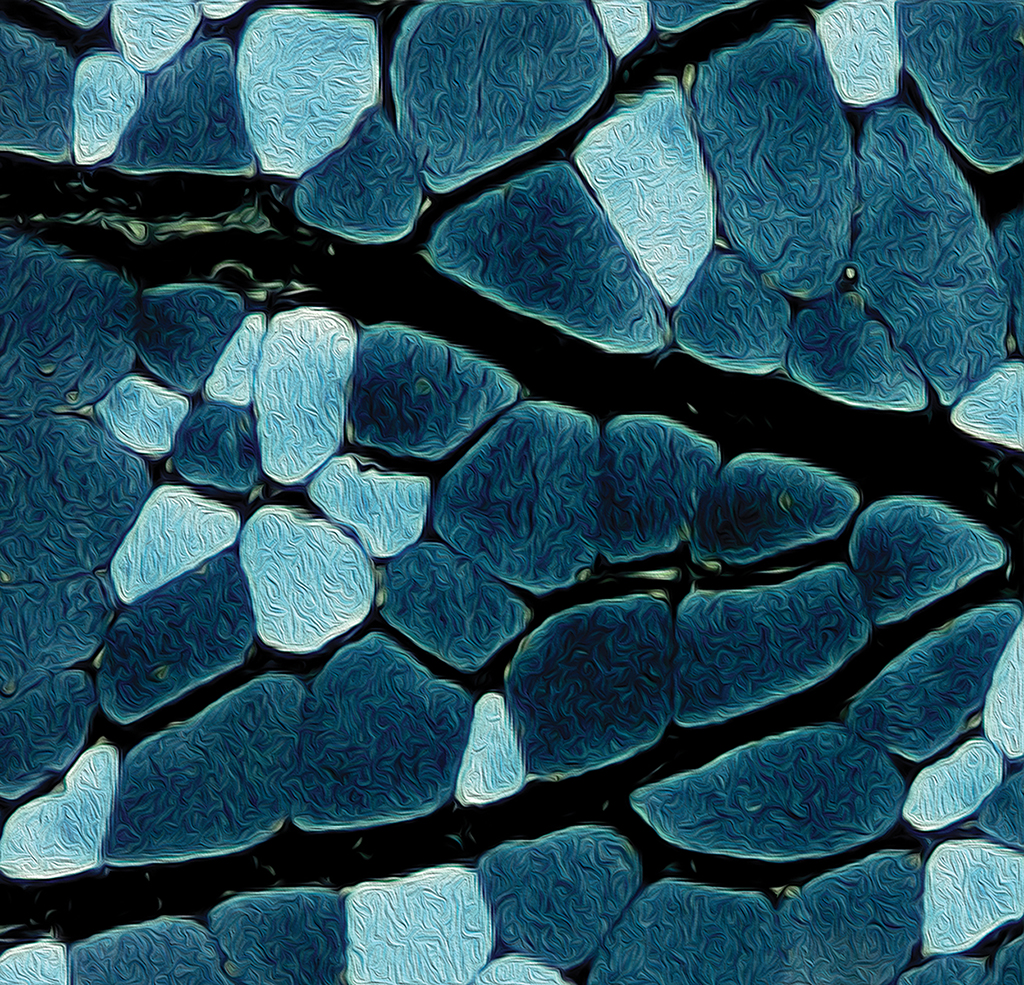 Volume 11 Issue 5 | Interface Focus | The Royal Society