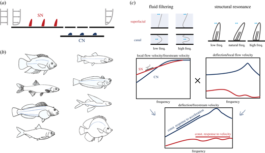 The role of hydrodynamics in collective motions of fish schools and ...