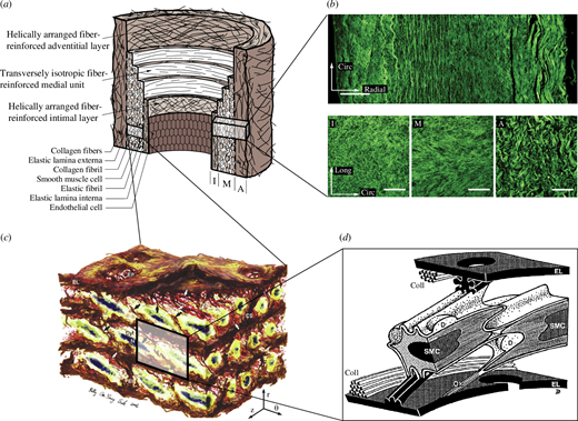 Biomechanics of soft biological tissues and organs, mechanobiology ...