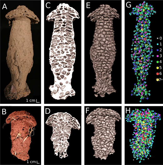 Termite mound architecture and climate control: a review of X-ray ...