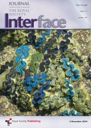 Metabolic regulation of collagen gel contraction by porcine aortic ...