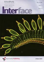 Fascicles from energy-storing tendons show an age-specific response to ...