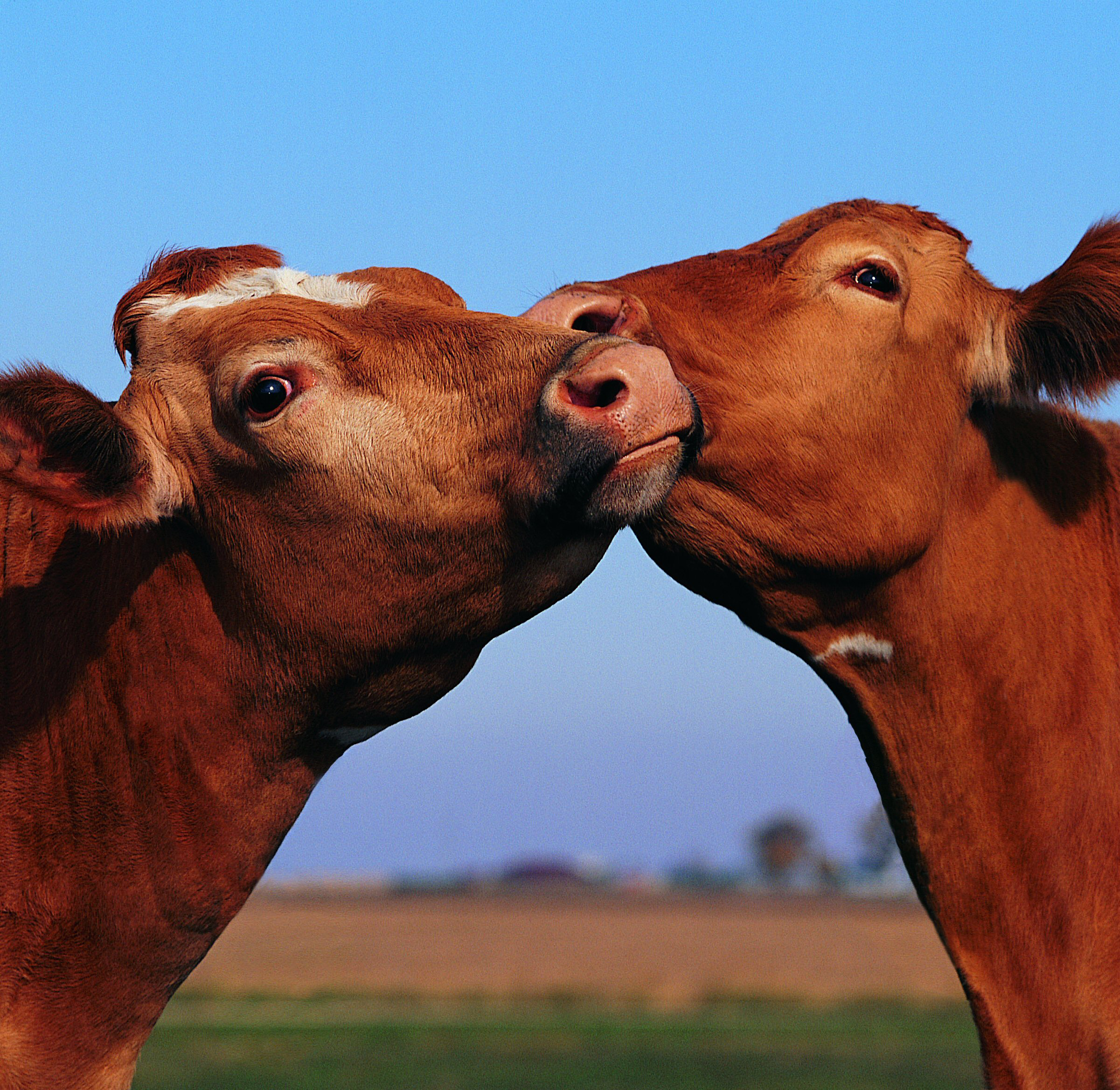 Volume 4 Issue 16 | Journal of The Royal Society Interface | The Royal ...