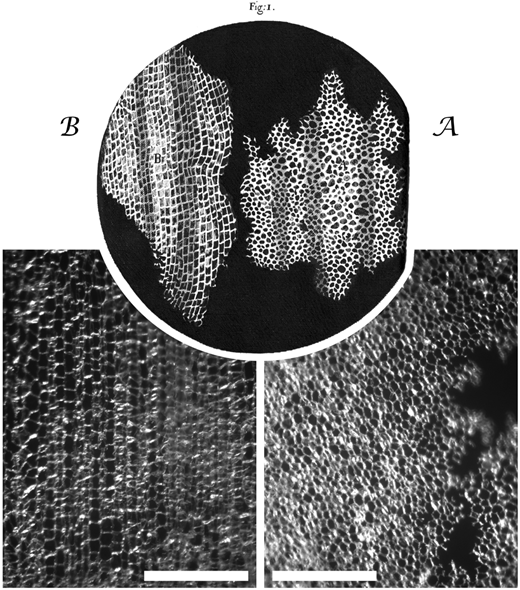 The cells of Robert Hooke: pores, fibres, diaphragms and the cell ...
