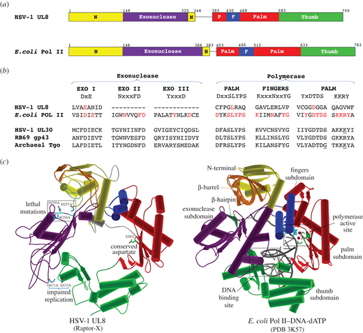 The three-component helicase/primase complex of herpes simplex virus-1 ...