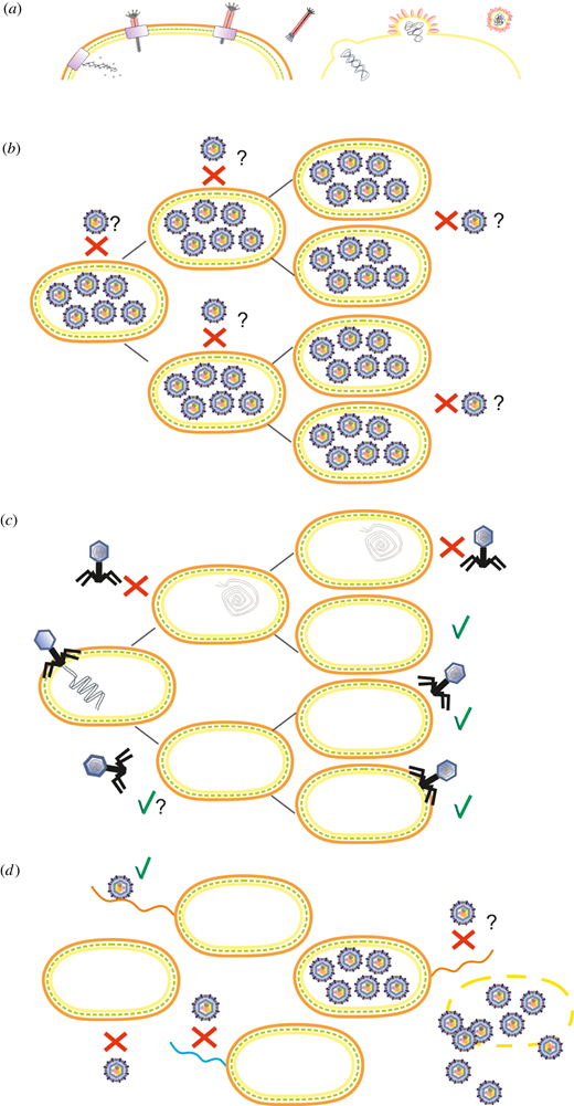 Black box of phage–bacterium interactions: exploring alternative phage ...
