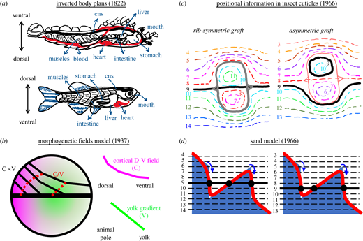 Patterning principles of morphogen gradients | Open Biology | The Royal ...