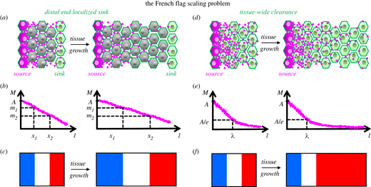 Patterning principles of morphogen gradients | Open Biology | The Royal ...