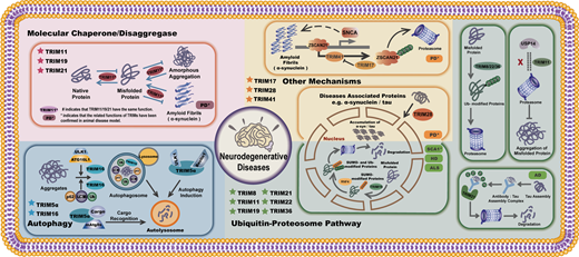 TRIM family proteins: roles in proteostasis and neurodegenerative ...