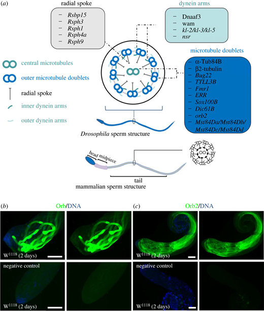 Structure and molecular basis of spermatid elongation in the Drosophila ...