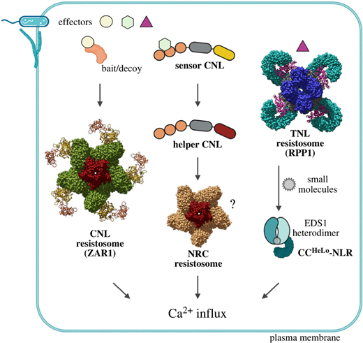 Plant NLR immunity activation and execution: a biochemical perspective ...
