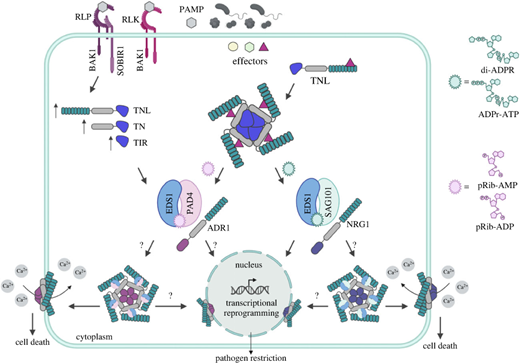 Plant NLR immunity activation and execution: a biochemical perspective ...