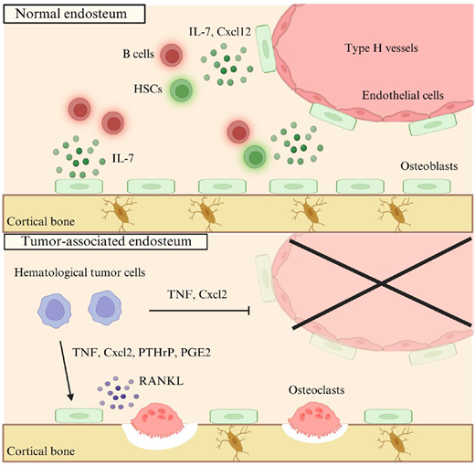 Bone marrow endosteum in homeostasis and metastasis | Open Biology ...