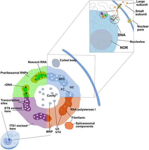 Nucleolar origins: challenging perspectives on evolution and function ...
