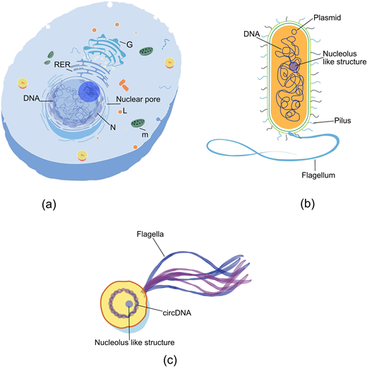 Nucleolar origins: challenging perspectives on evolution and function ...