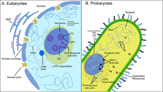 Nucleolar origins: challenging perspectives on evolution and function ...