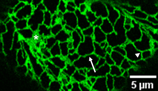 Building a functional endoplasmic reticulum for proper cell growth and ...