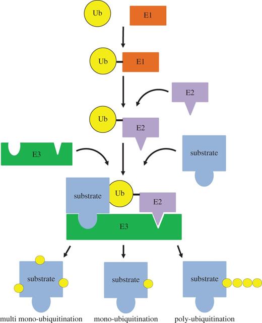 CUL4A ubiquitin ligase: a promising drug target for cancer and other ...