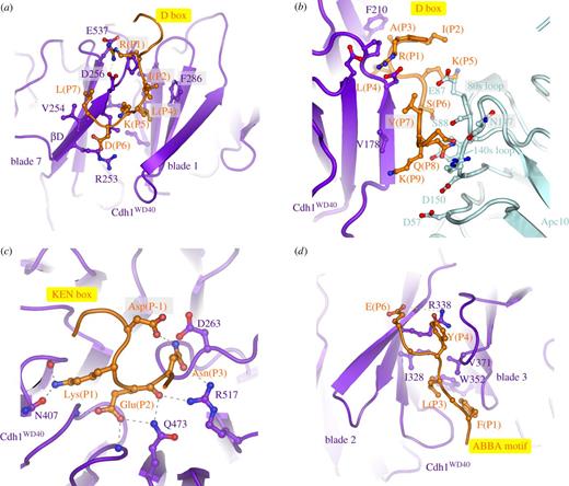 Visualizing the complex functions and mechanisms of the anaphase ...