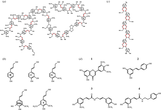 Lignin biosynthesis: old roads revisited and new roads explored | Open ...