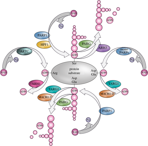 ADP-ribosylation signalling and human disease | Open Biology | The ...