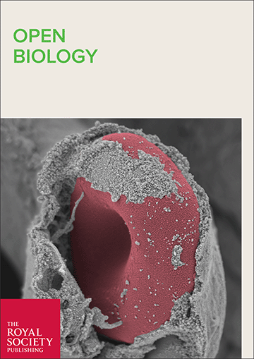 Cell cycle visualization tools to study cardiomyocyte proliferation in ...