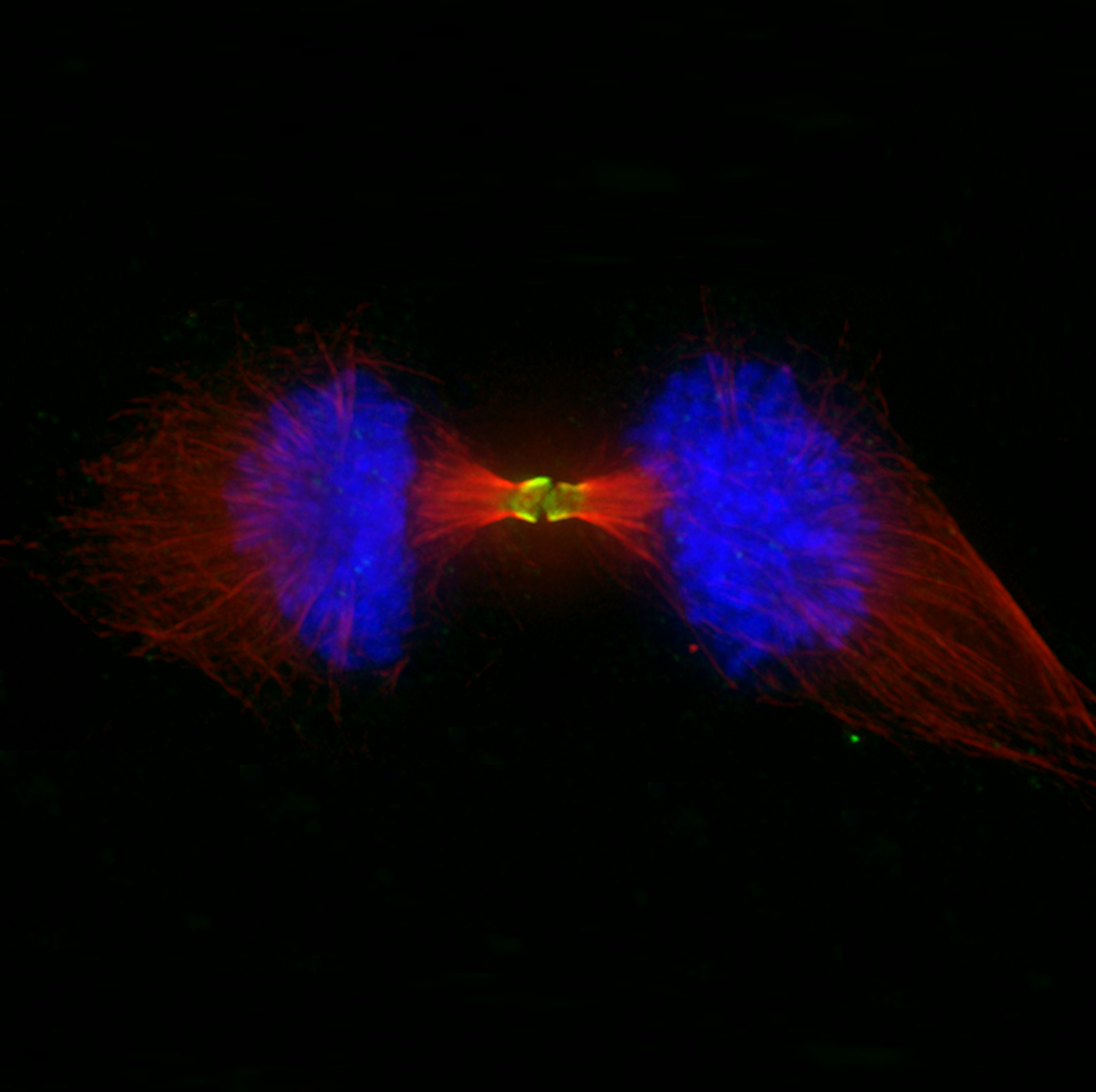 Volume 4 Issue 9 | Open Biology | The Royal Society