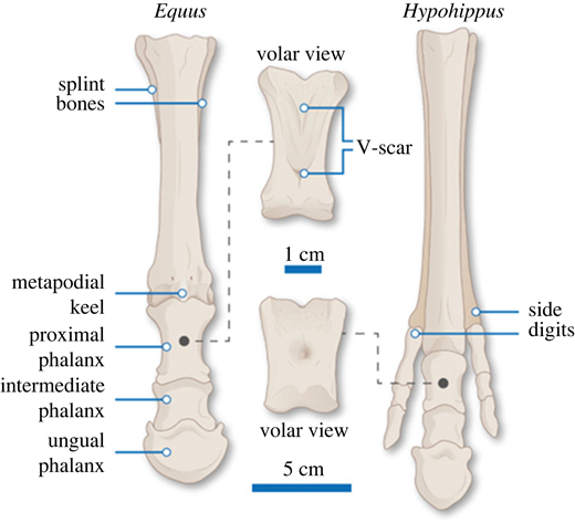 Hipparion tracks and horses' toes: the evolution of the equid single ...