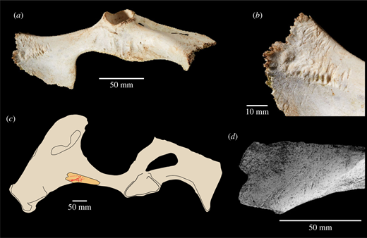 Bone tools, carnivore chewing and heavy percussion: assessing ...