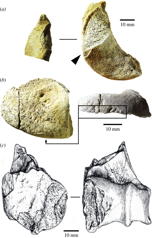 Bone tools, carnivore chewing and heavy percussion: assessing ...