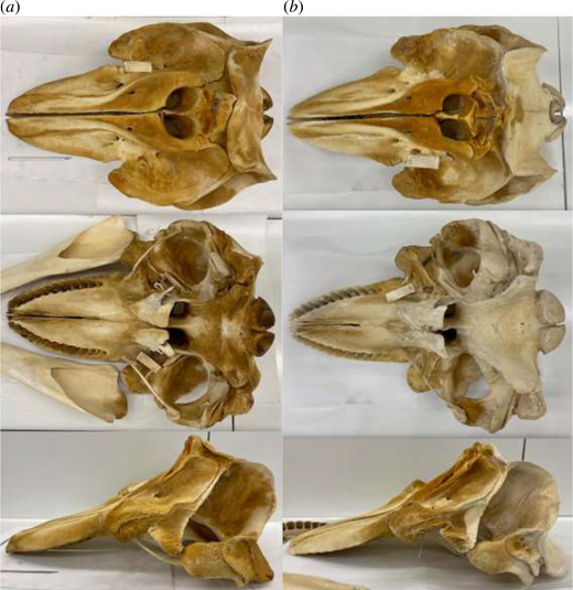 Revised taxonomy of eastern North Pacific killer whales (Orcinus orca ...