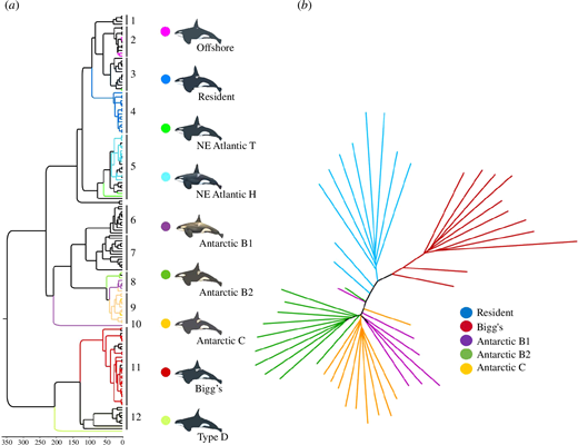 Revised taxonomy of eastern North Pacific killer whales (Orcinus orca ...