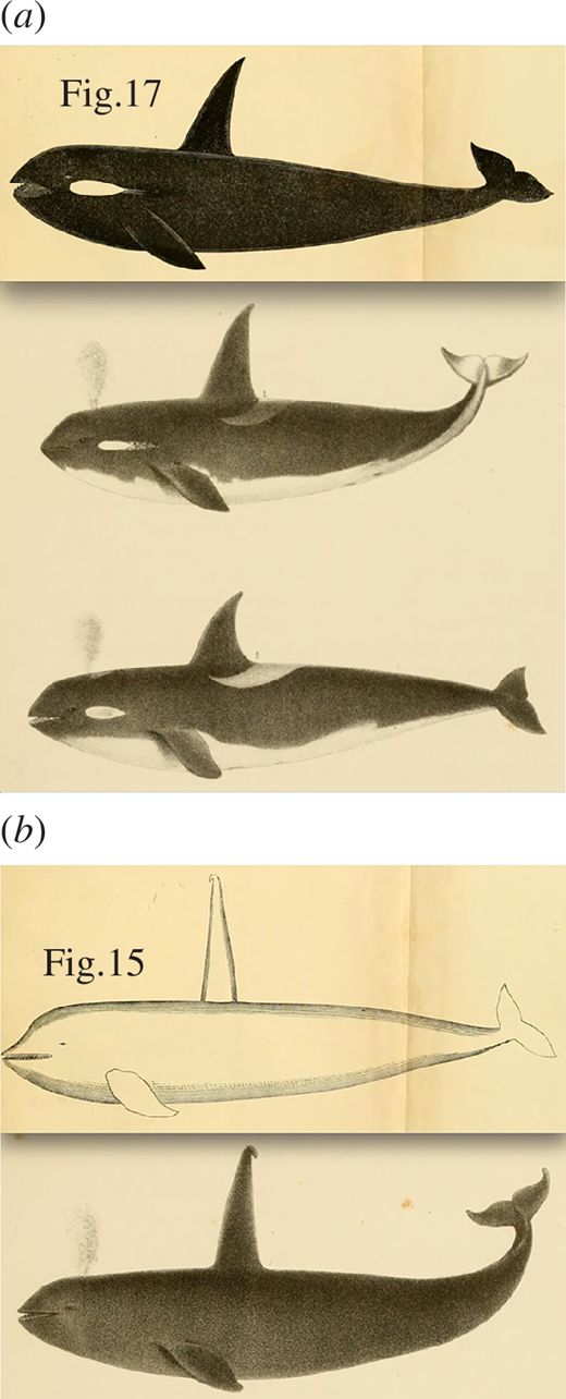 Revised taxonomy of eastern North Pacific killer whales (Orcinus orca ...