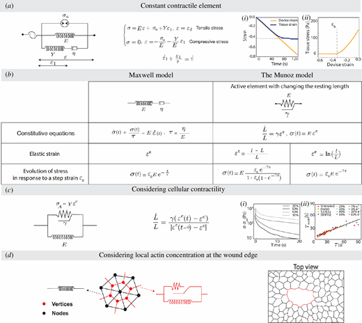 Active viscoelastic models for cell and tissue mechanics | Royal ...