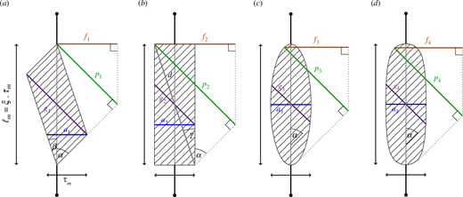 Rethinking the physiological cross-sectional area of skeletal muscle ...
