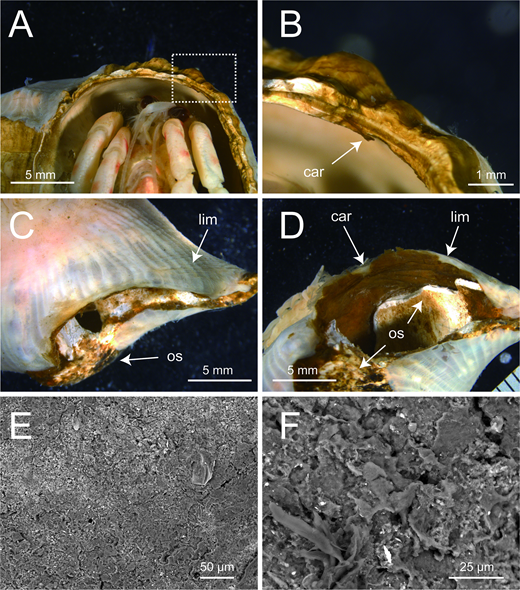 Mutualism on the deep-sea floor: a novel shell-forming sea anemone in ...